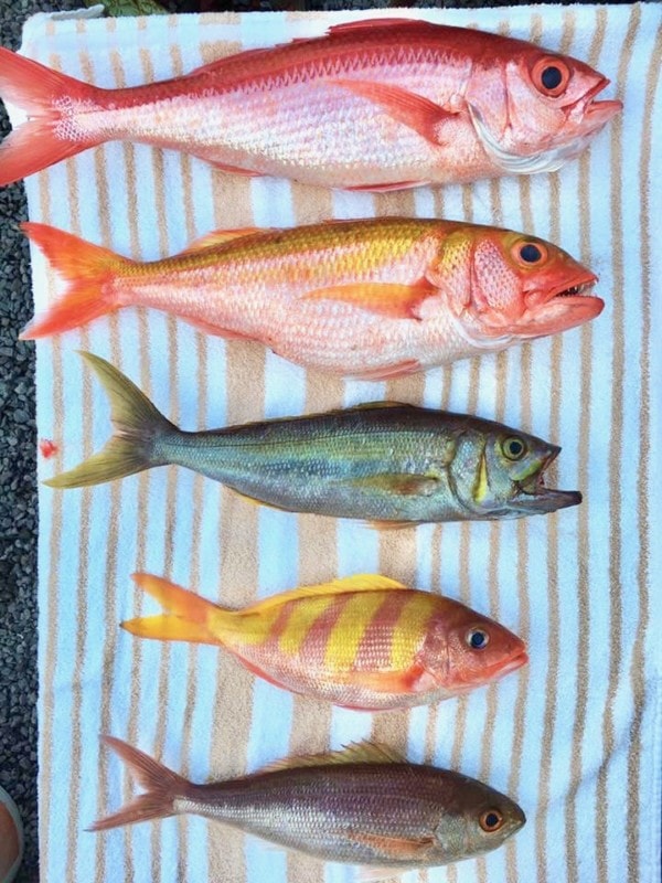 Fresh Poke: South Maui Fish Company - Bohemian Vagabond - Jacki Ueng