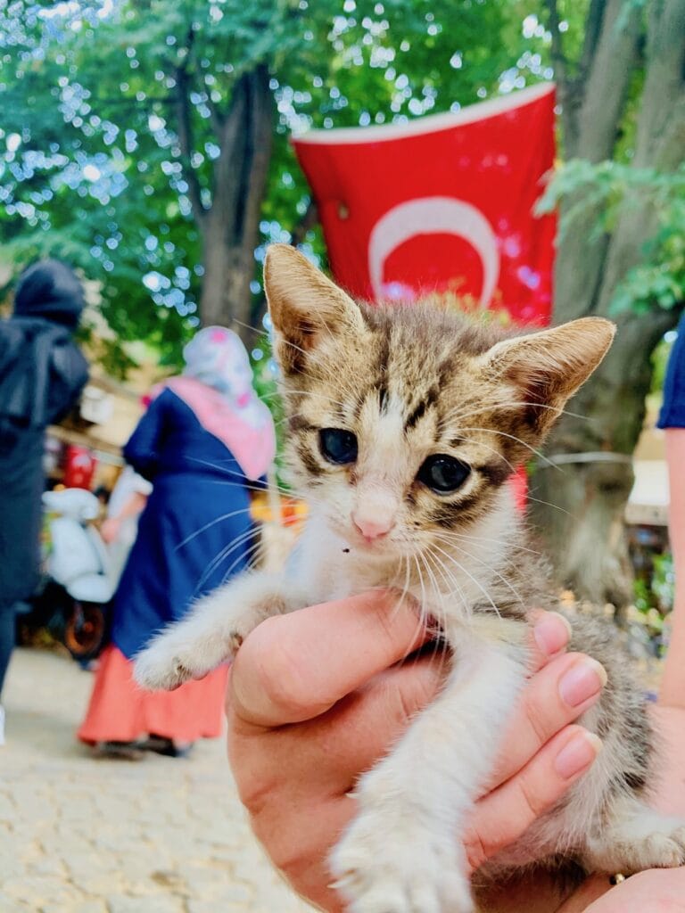 Cutest-Turkish-cats - Bohemian Vagabond - Jacki Ueng